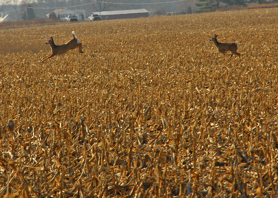 Unspoken Truths About Pests: Deer Damage in Crop Fields | AgWeb