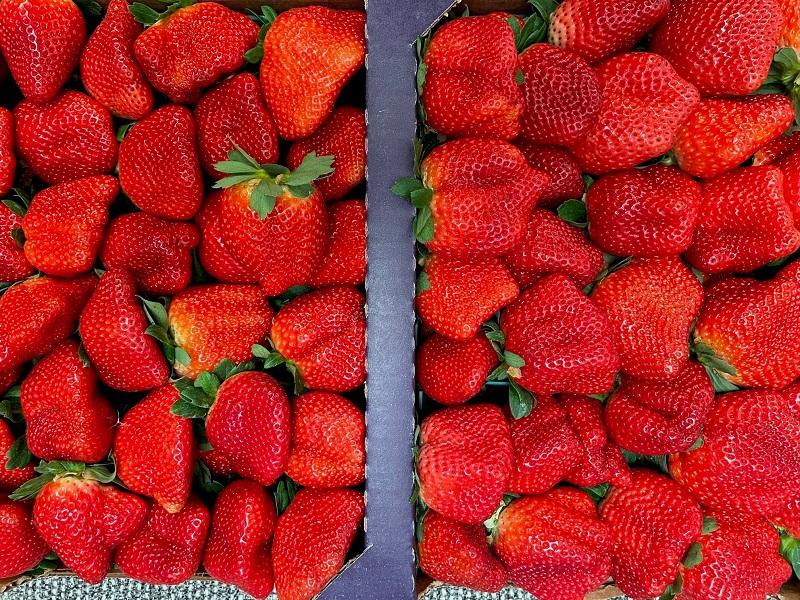 Gem-Pack Berries looks to help retailers with berry transitions | The ...