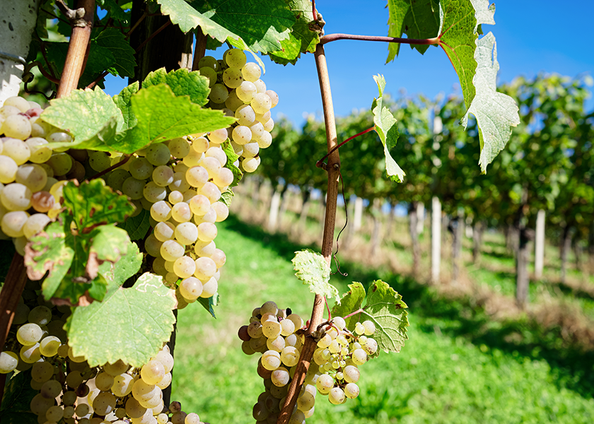 Revised Chilean grape forecast shows uptick in volume | The Packer