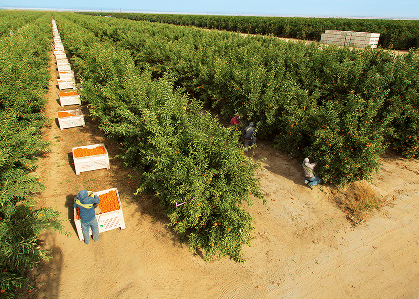Bigger volumes on hand for Wonderful Citrus domestic season | The Packer