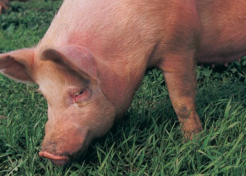 Acceligen Announces Breeding of Gene-Edited Pigs with Resistance to ...