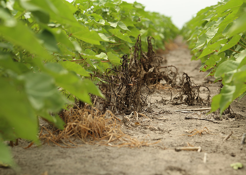 Top-Tier Weed Control for Kochia and Waterhemp | AgWeb