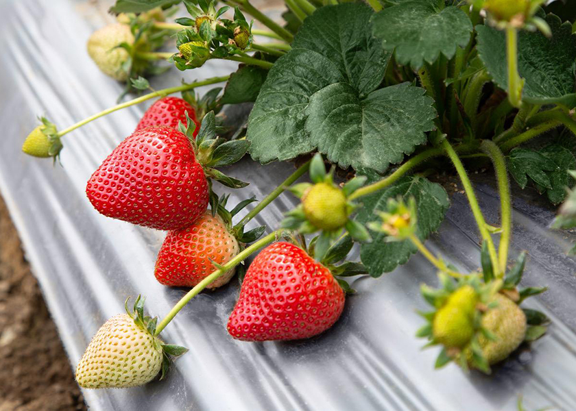 A look ahead: What to expect from California's strawberry season | The ...