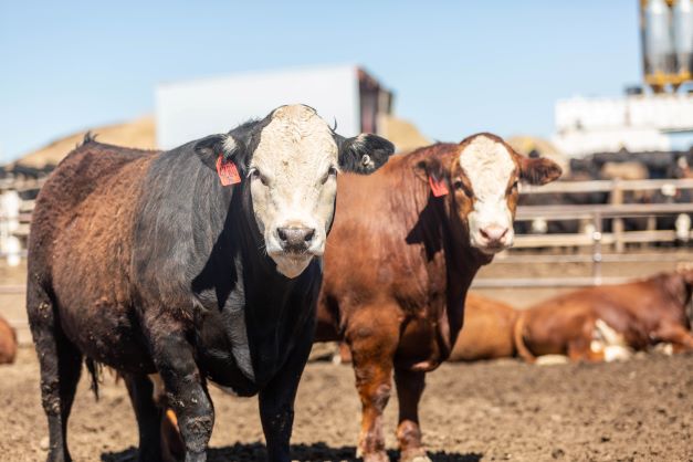 Fed Cattle Charge To New Spring Highs | Drovers