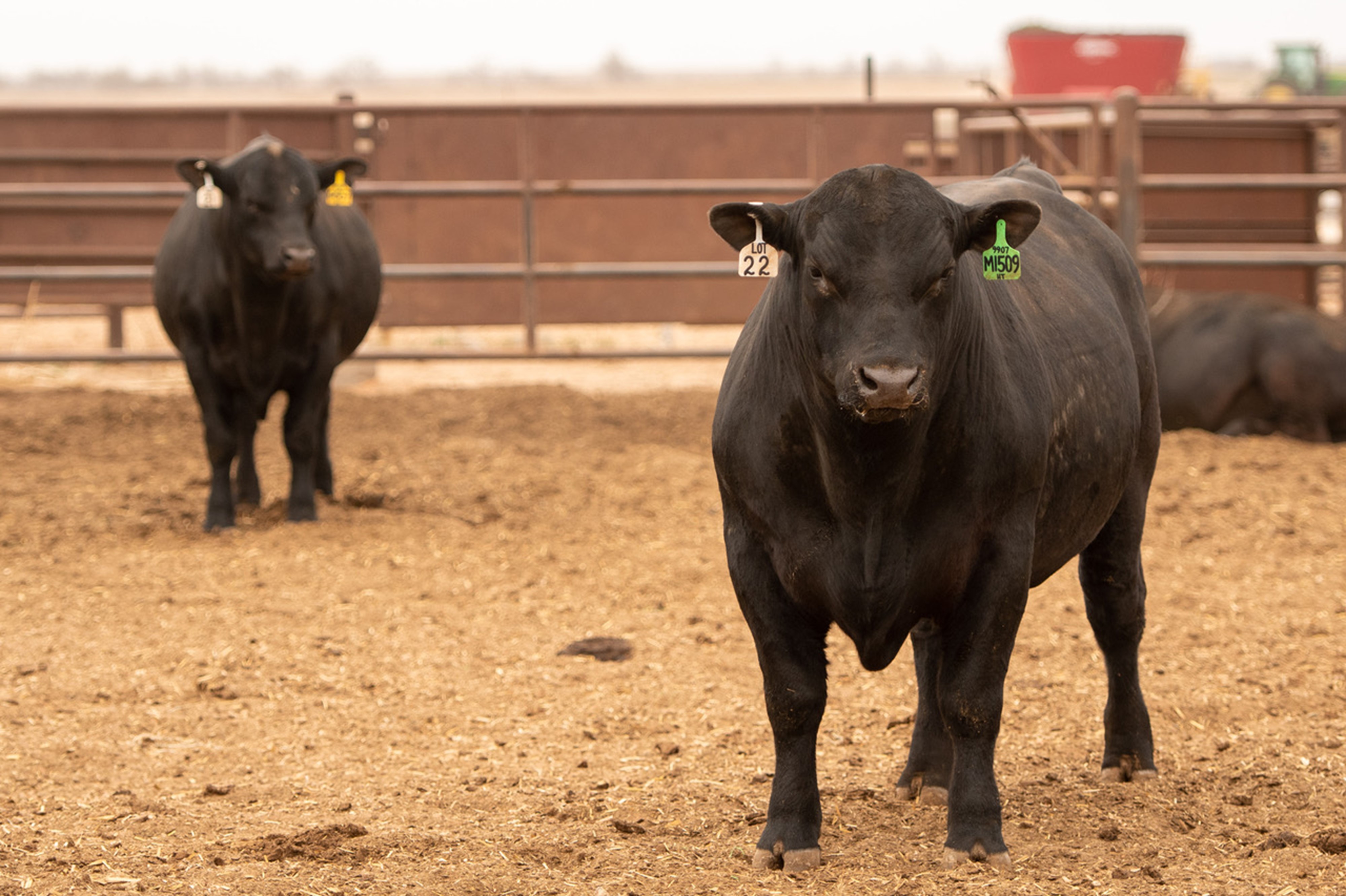 Gardiner Angus Ranch 44th Spring Sale Results | Drovers