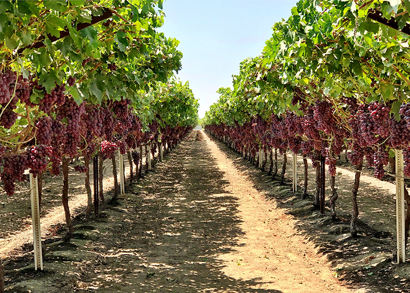 What's ahead for California table grapes, strawberries and cherries ...