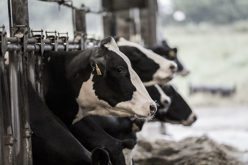 A Tale of Two Cows: Dosing the Animal vs. the Feed | Dairy Herd