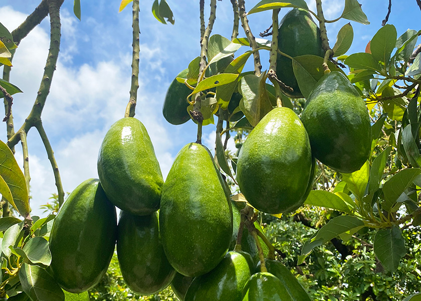 Weather likely causing a smaller crop of Florida avocados this year ...