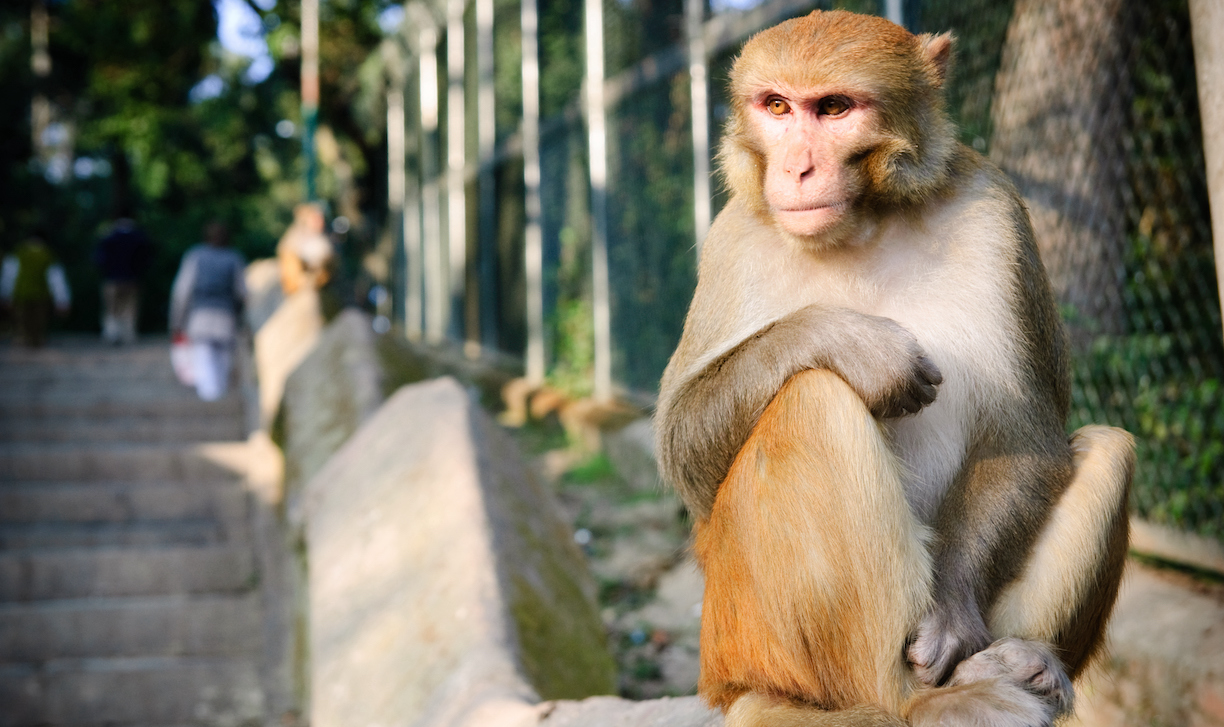 Mister Mangum’s Monkey Hoax: Farming’s First Viral Prank Still Echoes ...