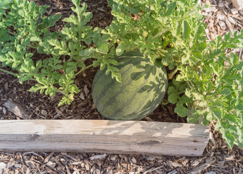 Texas watermelon harvest bouncing back from a rough 2022 | The Packer