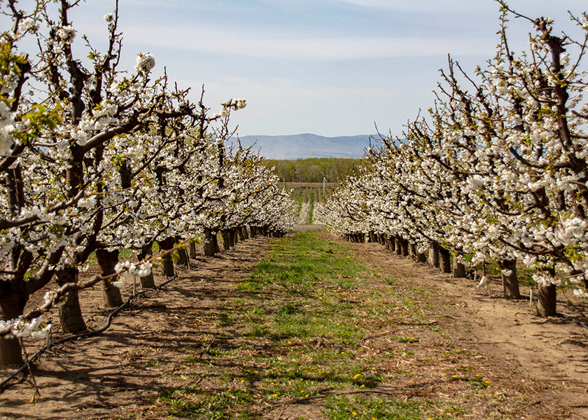 Sage Fruit looks for big rebound in cherries | The Packer