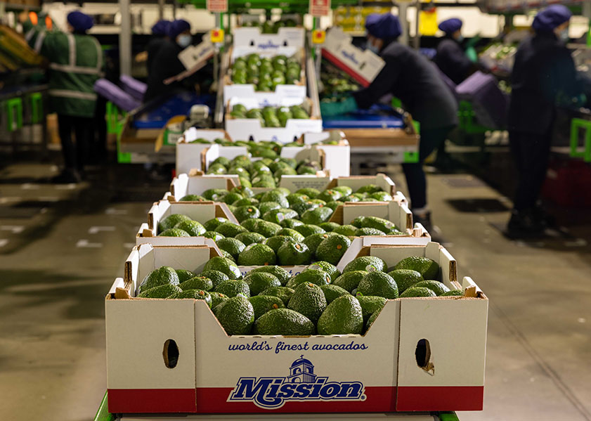 Mission Produce turning to Peruvian avocados to bridge Mexico ...