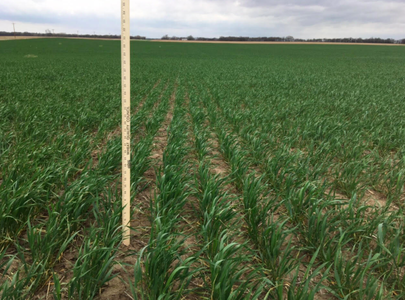 What a Mild Winter Means for Wheat Pests | AgWeb
