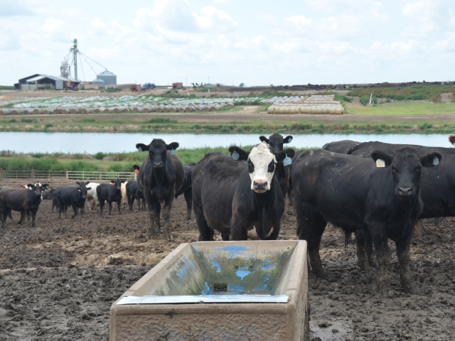 Profit Tracker: Back To Zero | Drovers