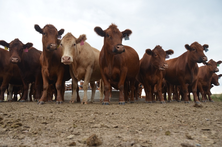 Cattle Inventory By Number: How Does It Compare? | Drovers