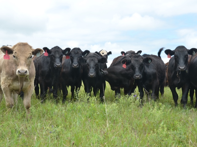 2022 K-State Beef Stocker Field Day Scheduled for Sept. 29 | Drovers