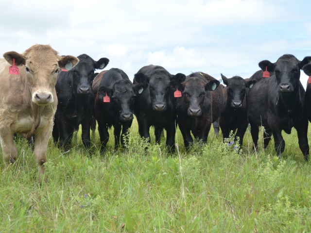 The Value of Selling Steer Calves vs Bull Calves | Drovers