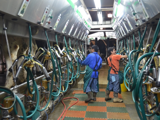 Labor Survey Shows Farm Worker Loyalty, Commitment | Dairy Herd