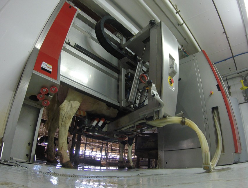 Labor Key to Robotic Milker Success | Dairy Herd