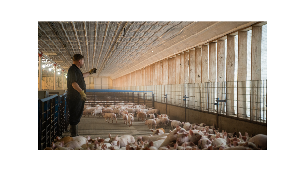 PORKtober Feature: Tork and Sawyer, This'll Do Farm | Pork Business