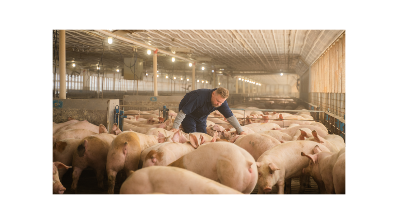 PORKtober Feature: Tork and Sawyer, This'll Do Farm | Pork Business