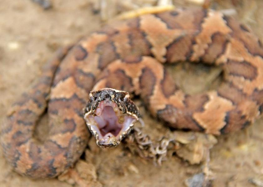 Monster Snake Repeat: Weeks Apart, Farmer Kills Two 6’-plus Timber ...