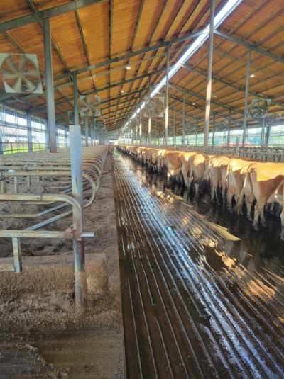 Clover Farms Focuses on Elite Genetics to Push their Operation Forward ...