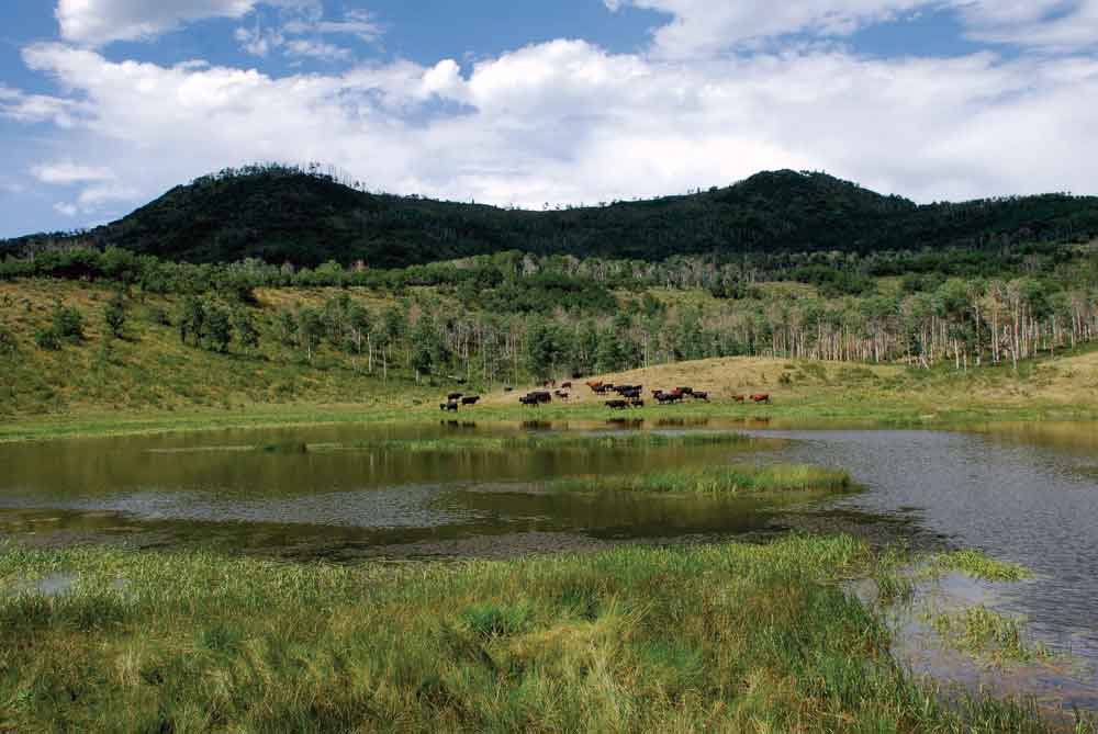 Create a Resilient and Profitable Ranch Operation Through Effective ...