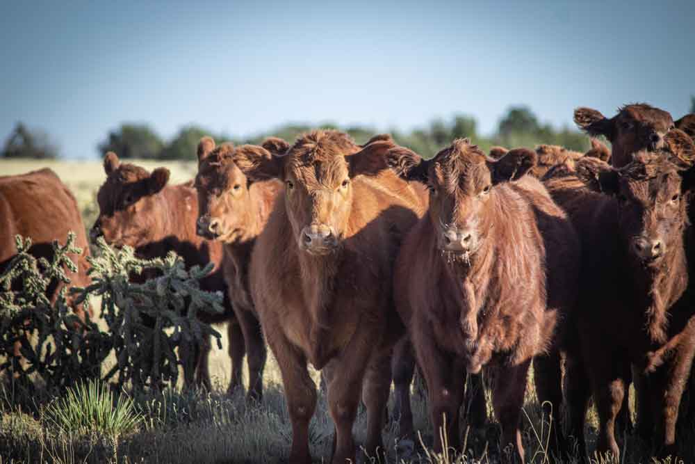 Create a Resilient and Profitable Ranch Operation Through Effective ...