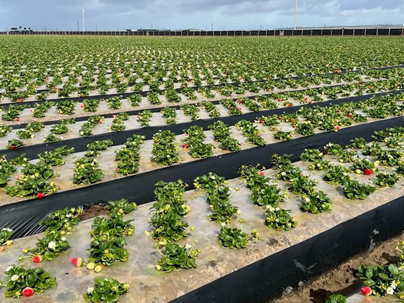 A look ahead: What to expect from California's strawberry season | The ...