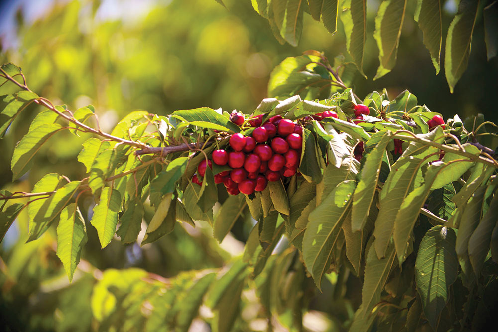 California cherry business updates | The Packer