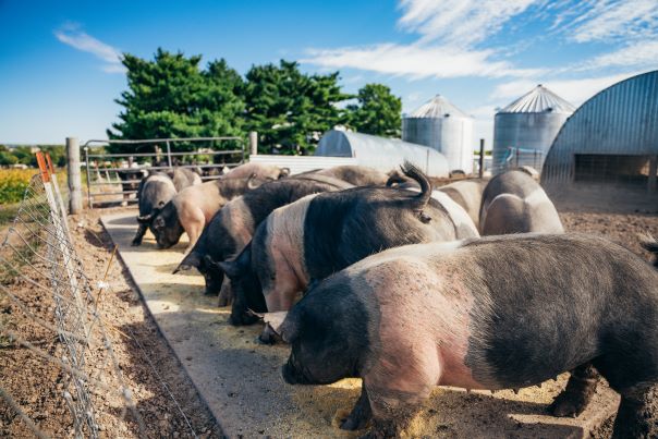 PORKtober Feature: Jesse Heimer, Heimer Hampshires | Pork Business
