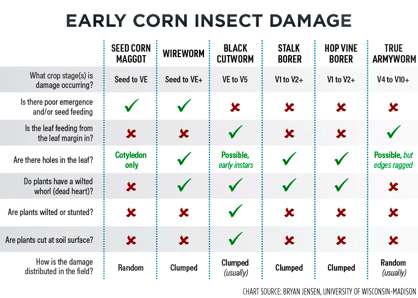 A Perfect Storm for Increased Insect Pressure in Corn | AgWeb