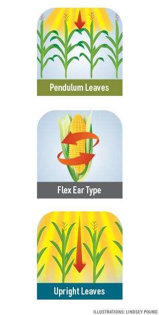 Manage Corn Yield Drag with Hybrid Selection | AgWeb