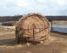 Hay Feeder Design to Reduce Hay Waste | Drovers