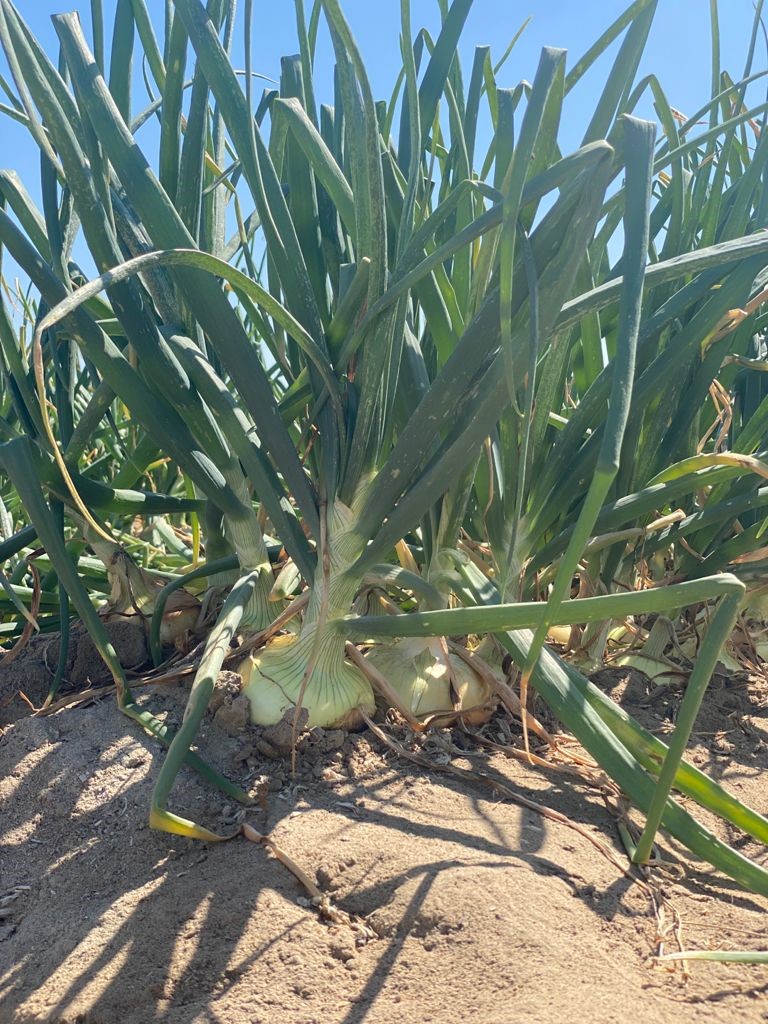 This is how sweet the Peruvian onion deal looks | The Packer