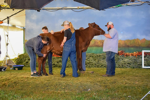 Behind the Lens with Cybil Fisher | Dairy Herd