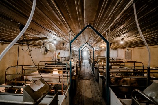 PORKtober Feature: Jesse Heimer, Heimer Hampshires | Pork Business