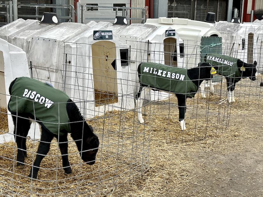 Pennsylvania Dairy Farmer Takes His Love for the Eagles to a New Level ...
