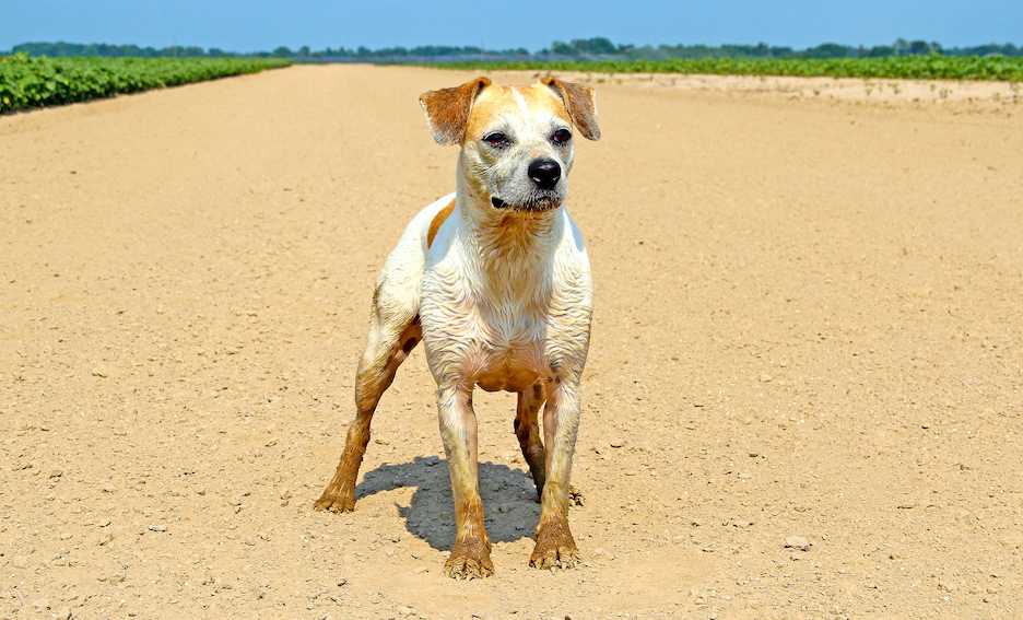Dogs of War: Landowners Sue State Over Property Rights v. Hunting ...