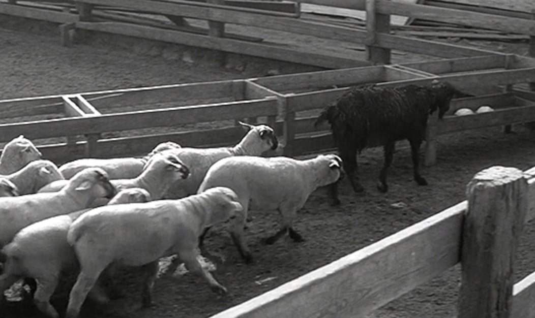 Slaughterhouse Kings: Recalling the Creepy Reign of Judas Goats | AgWeb