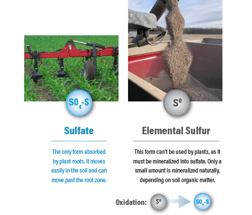 Your Fields Are Likely Low On Sulfur: Here’s How to Fix It | AgWeb