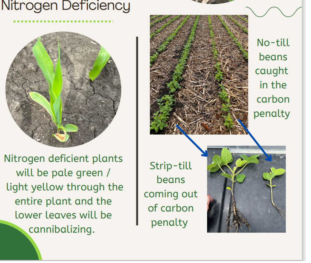 Ferrie: That Yellowing and Striping You're Seeing are likely Zinc and ...