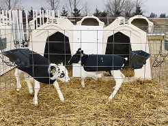 What Can We Do Better for Calves? | Dairy Herd