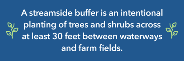3 Steps to Planting a Tree Buffer | AgWeb