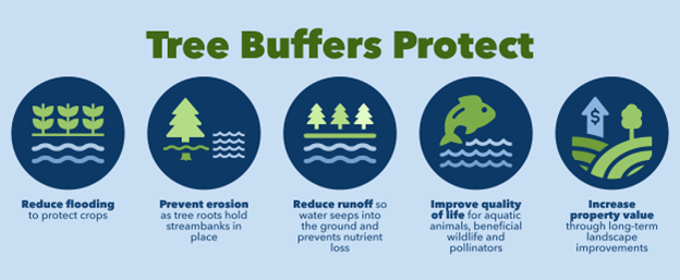 Protect Your Land with a Streamside Buffer | AgWeb