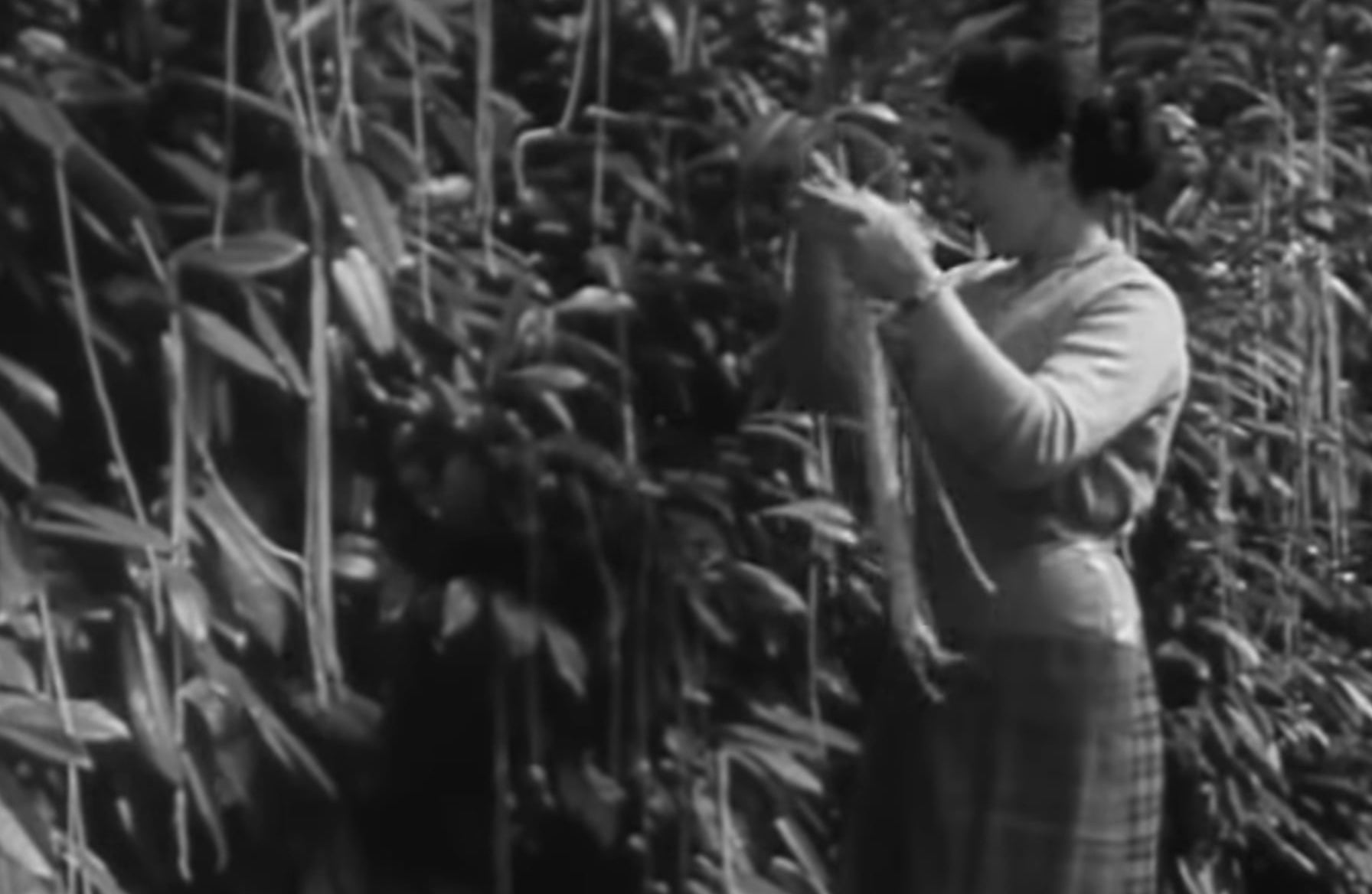Spaghetti Farming Hoax Ranks as Prank for the Ages | AgWeb