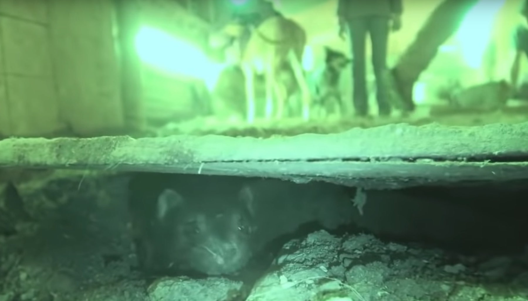 Mink Man Hunts Farms With Extraordinary Rat-Killing Reaper | AgWeb