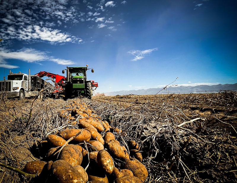 Potato shortage fuels demand for San Luis Valley spuds | The Packer