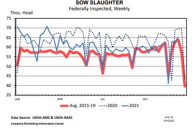 2021 Sow Slaughter Among Highest in Last Decade | Pork Business